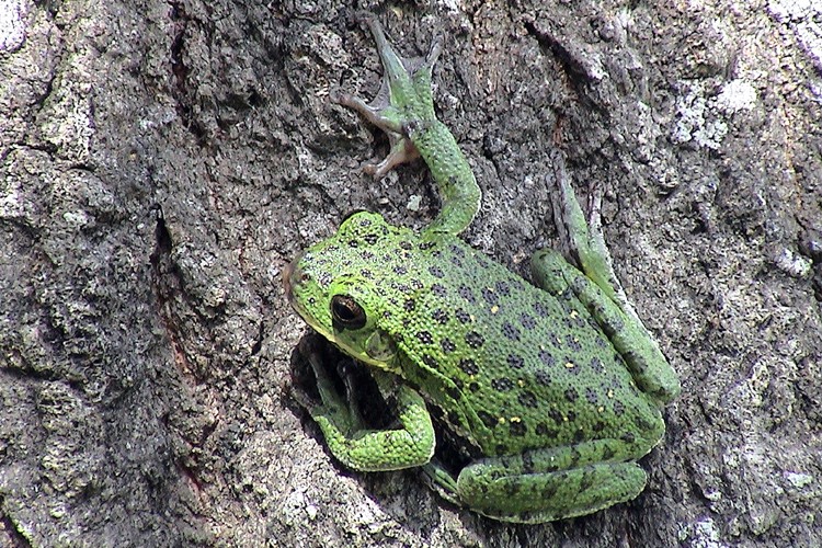 Why Do Some Animals Have Spots Yahoo Answers Why Do Some Animals Have Spots Yahoo Answers