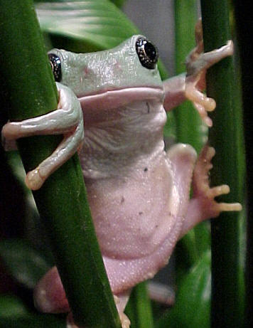 Mexican Dumpy Frog