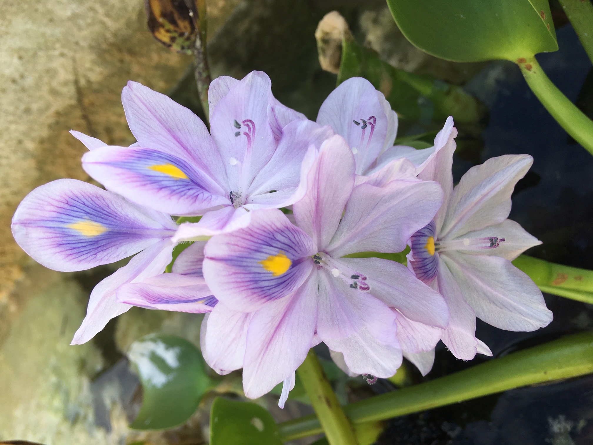 What Is Water Hyacinth