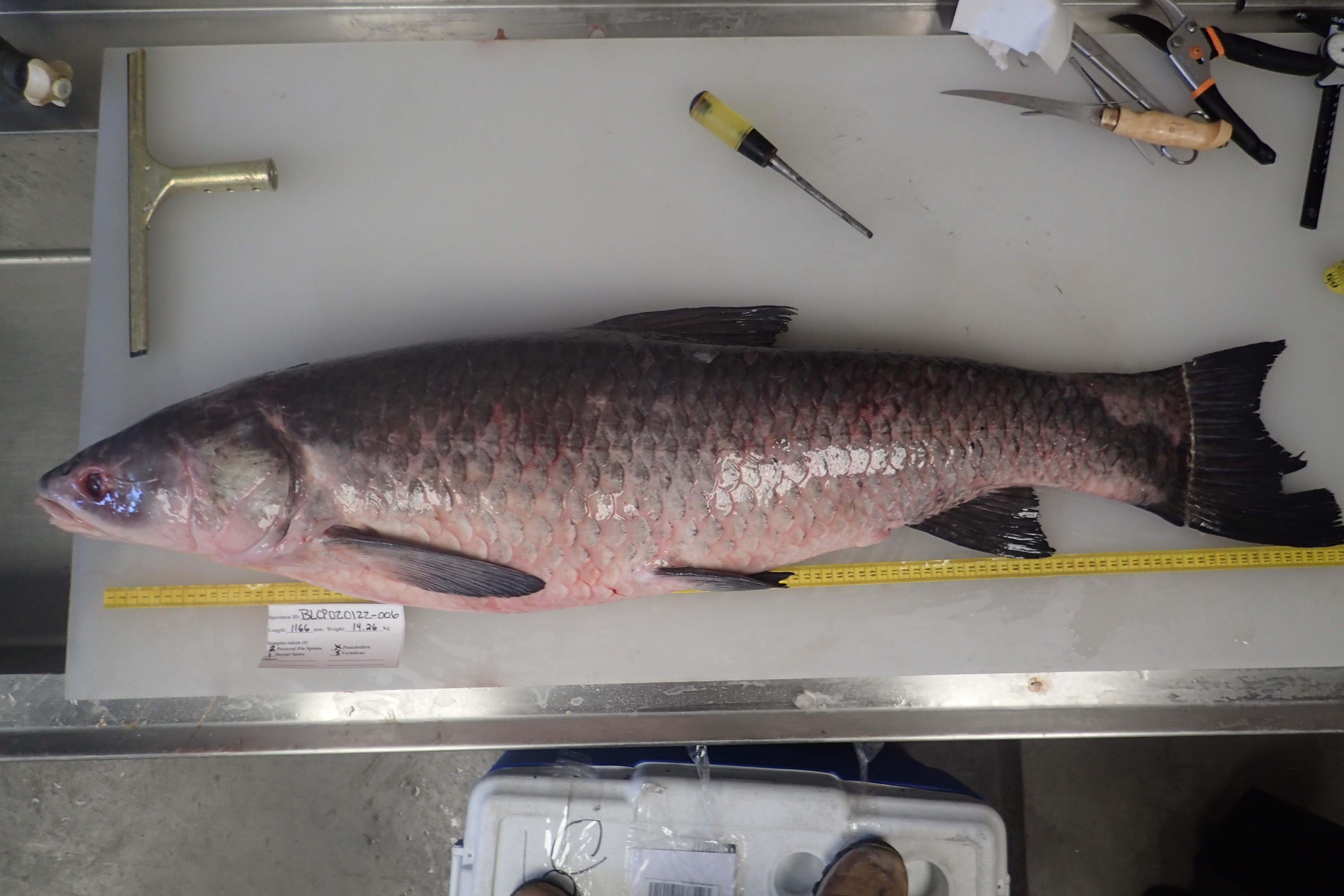 Black Carp (Mylopharyngodon piceus) - Collection record